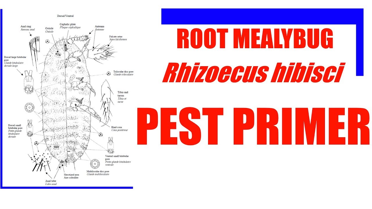 Rhizoecus hibisci [Root Mealybug] #PestPrimer - YouTube