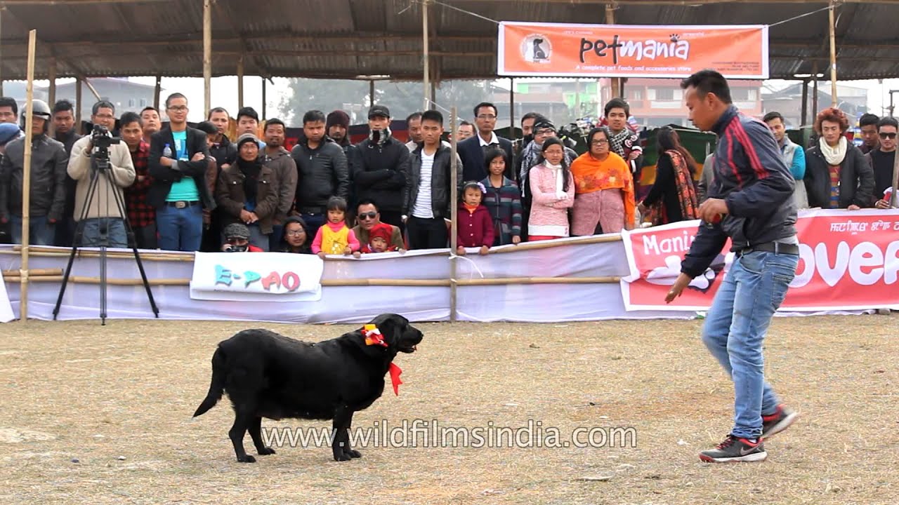 Winning Labrador at Dog show in Manipur, India - YouTube