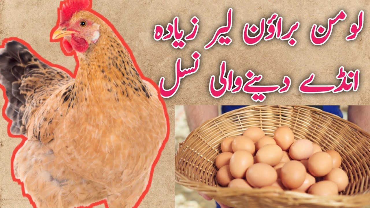 lohmann brown chicken layer breed for more eggs| lay 320 eggs in one ...