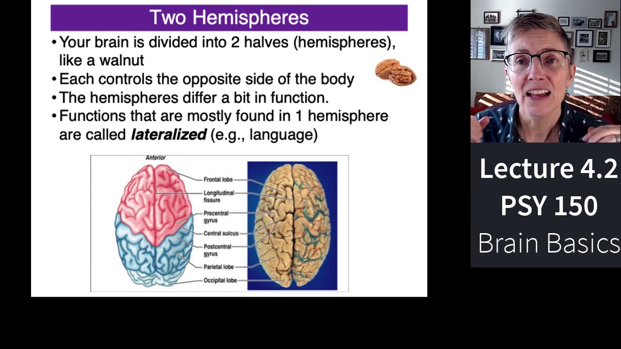 150 Lecture 4.2 The landmarks in your brain - YouTube