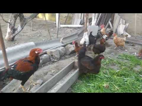 #toyuk#xoruz#kümes#heyrati sürünü qarışdırdım hind toyuq kənd toyuq belə bir qarışıq sürü