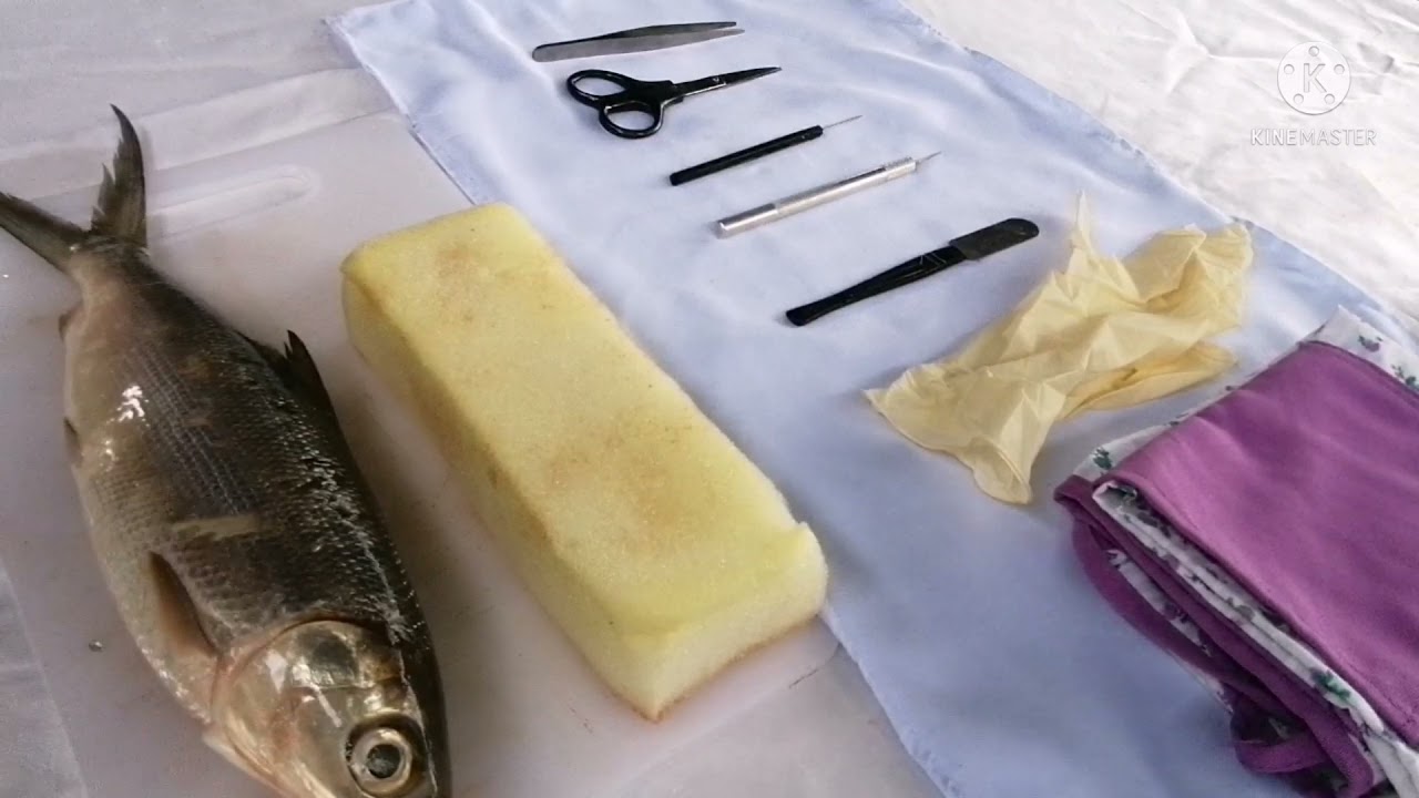 Dissection of Milkfish or Bangus - General Zoology (Laboratory) Midterm ...
