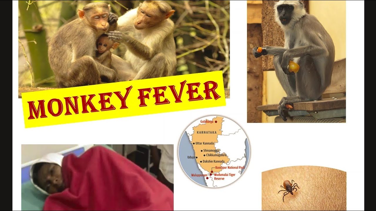 Have You Heard About Monkey Fever in India?? 🙄 Kyasanur Forest Disease ...