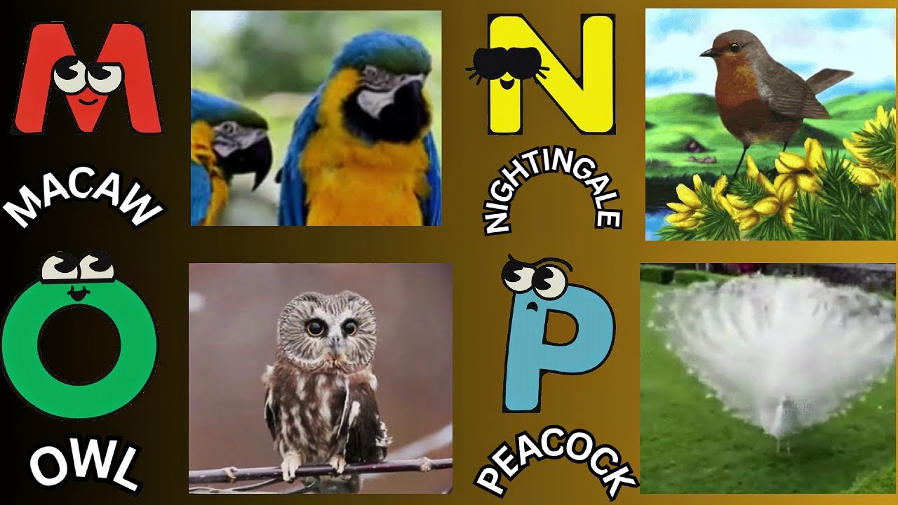 ABC Song | Birds ABC Song | Phonics for Kids, Learn ABC, Baby Alphabet ...