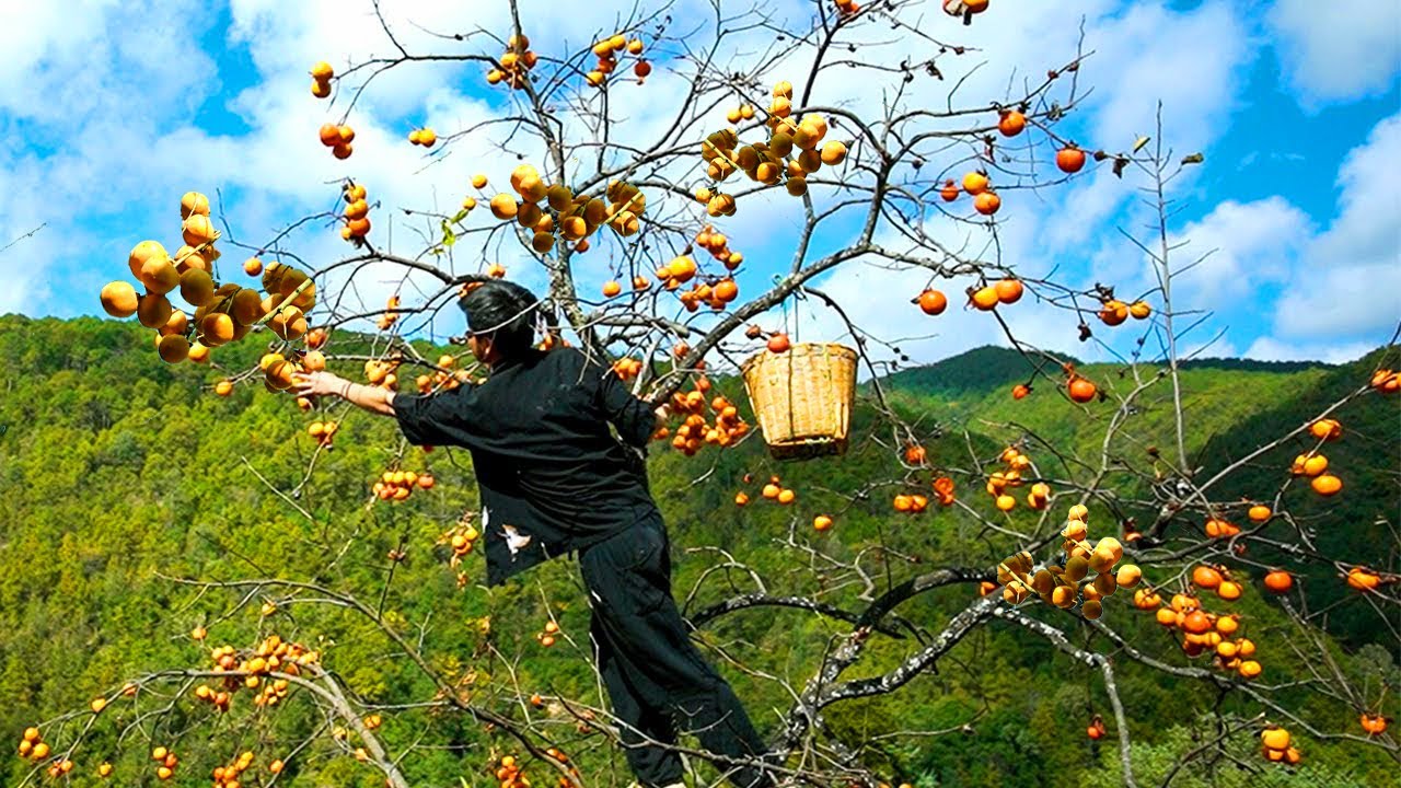 Climb Trees to Pick Persimmons, Make Sweet Dried Persimmon and Jam ...