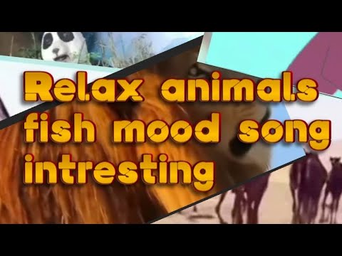 Relax mood animals fish intresting. Subscribe 😁😸. - YouTube