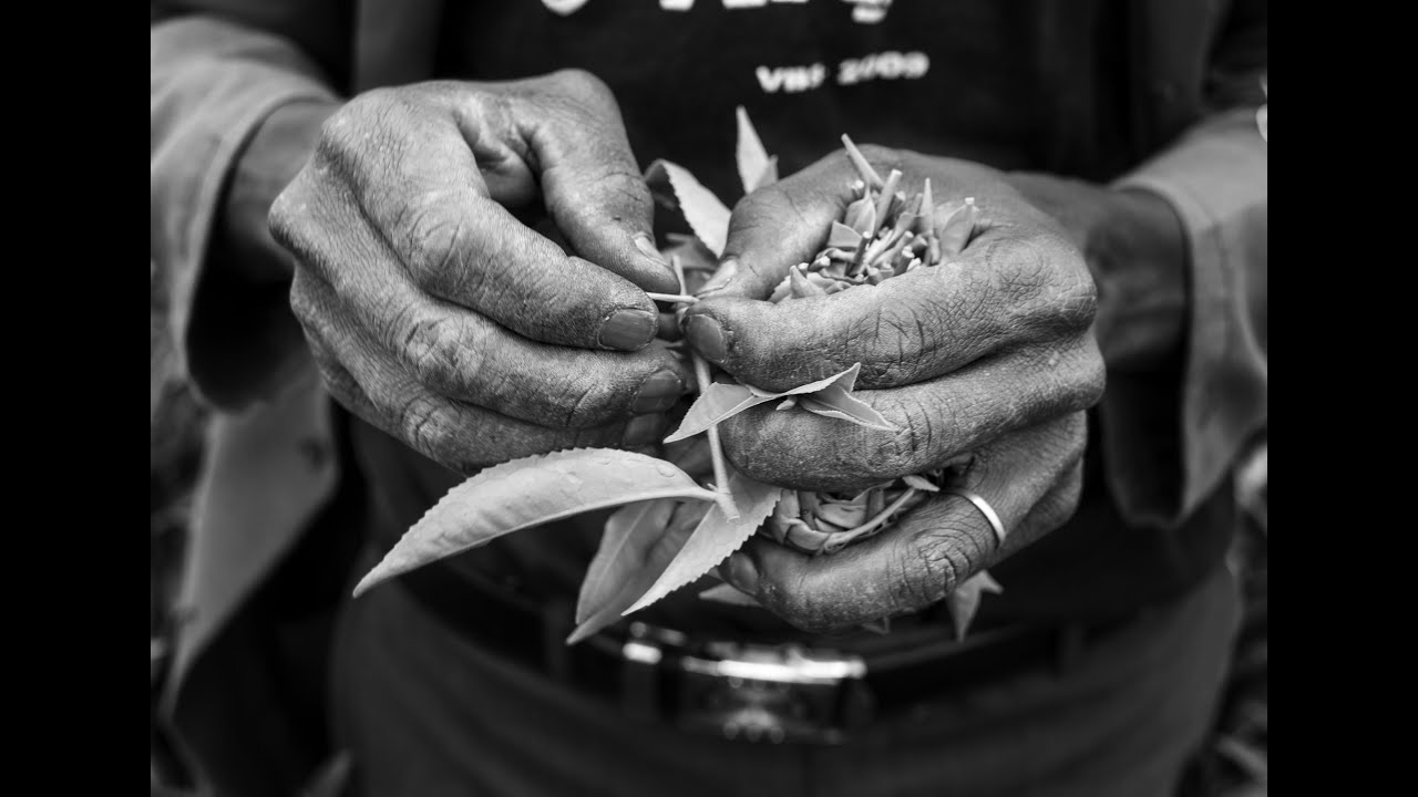 Hand Rolling Tea in Western Kenya - YouTube