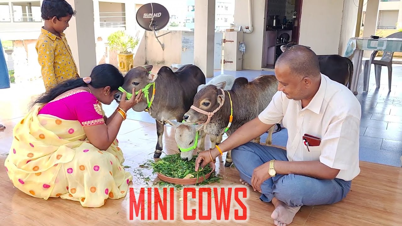 Adorable Miniature Punganur Cows In our House | They are so Cute ...