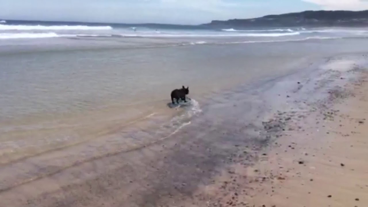 Surfer French Bulldog Showing Off Her Skills! - YouTube