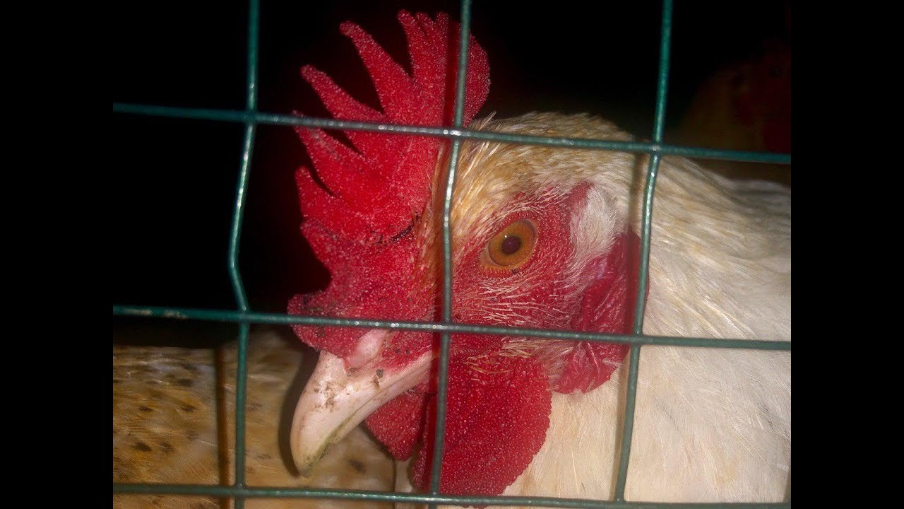 Scared Hens - YouTube