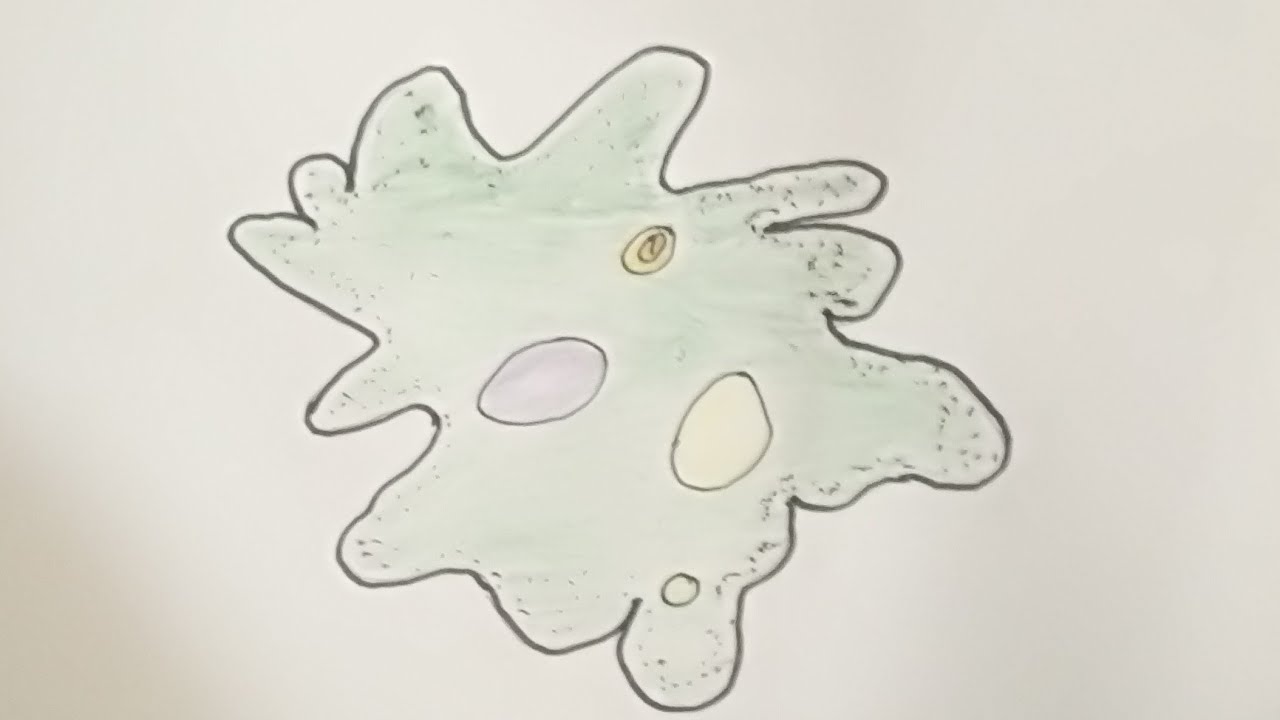 How to draw an Amoeba? very easy method - YouTube