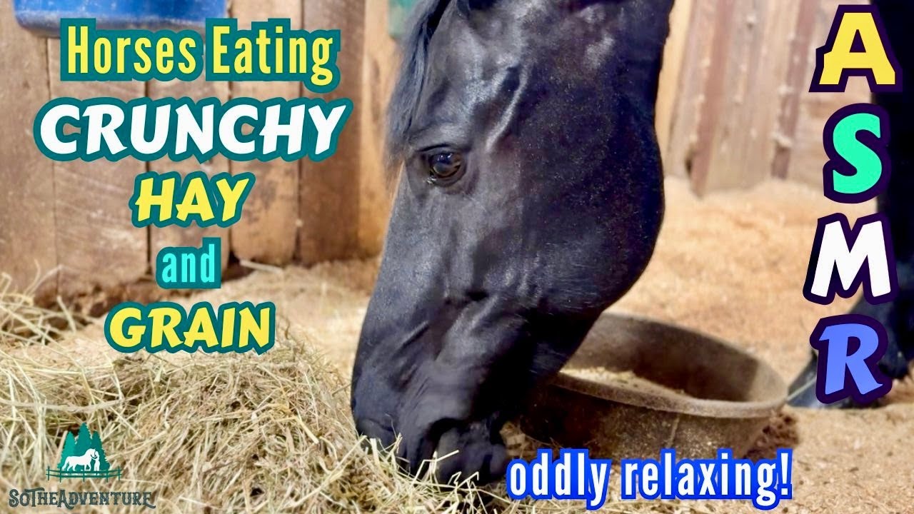 Horses Eating ASMR CRUNCHY HAY & GRAIN | Oddly Relaxing Horse Sounds ...