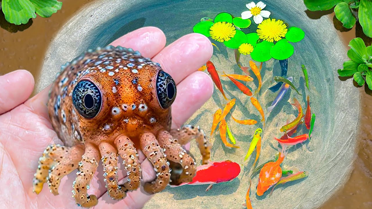 Catch Mini Octopus In Tiny Pond, Baby Arowana, Ranchu Full White Fish ...