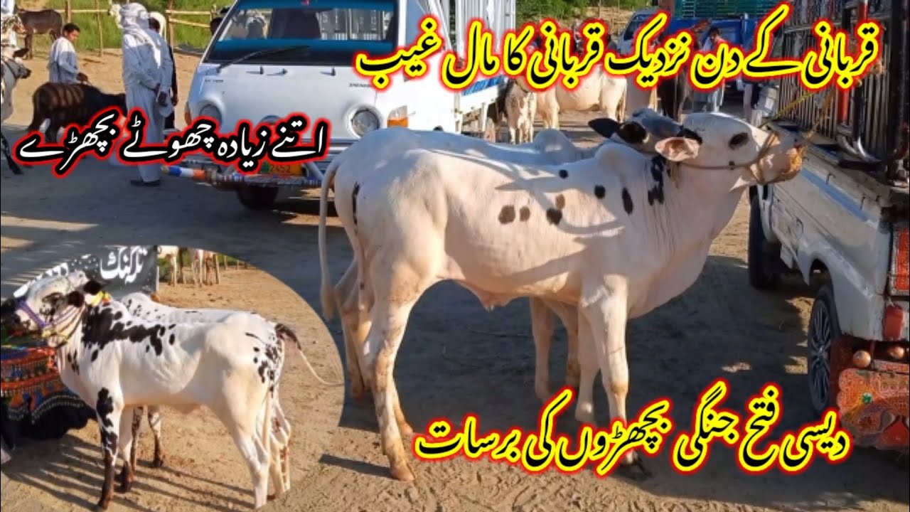 beautiful dhani dasi Miy breed cow calf rates in Talagang Mandi new ...