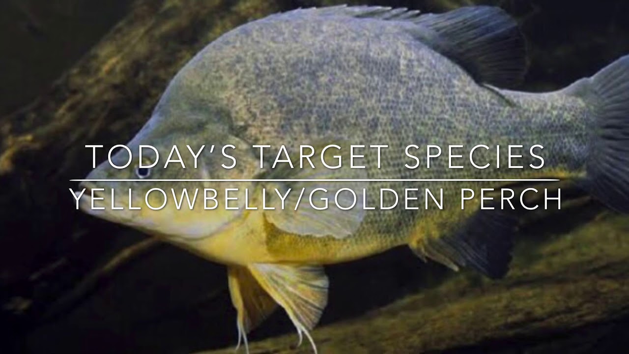 Connolly Dam - Yellowbelly - YouTube