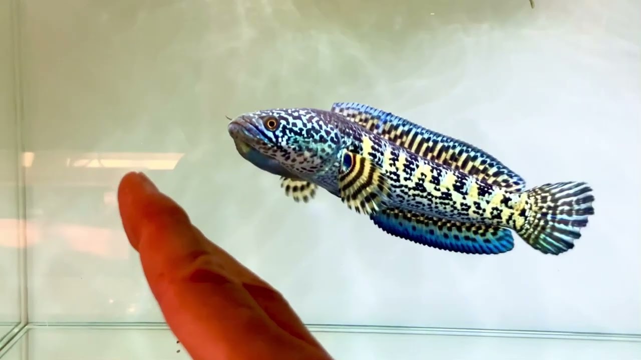 Golden Cobra Snakehead aka Channa Aurantimaculata 찬나 아우란티 - YouTube