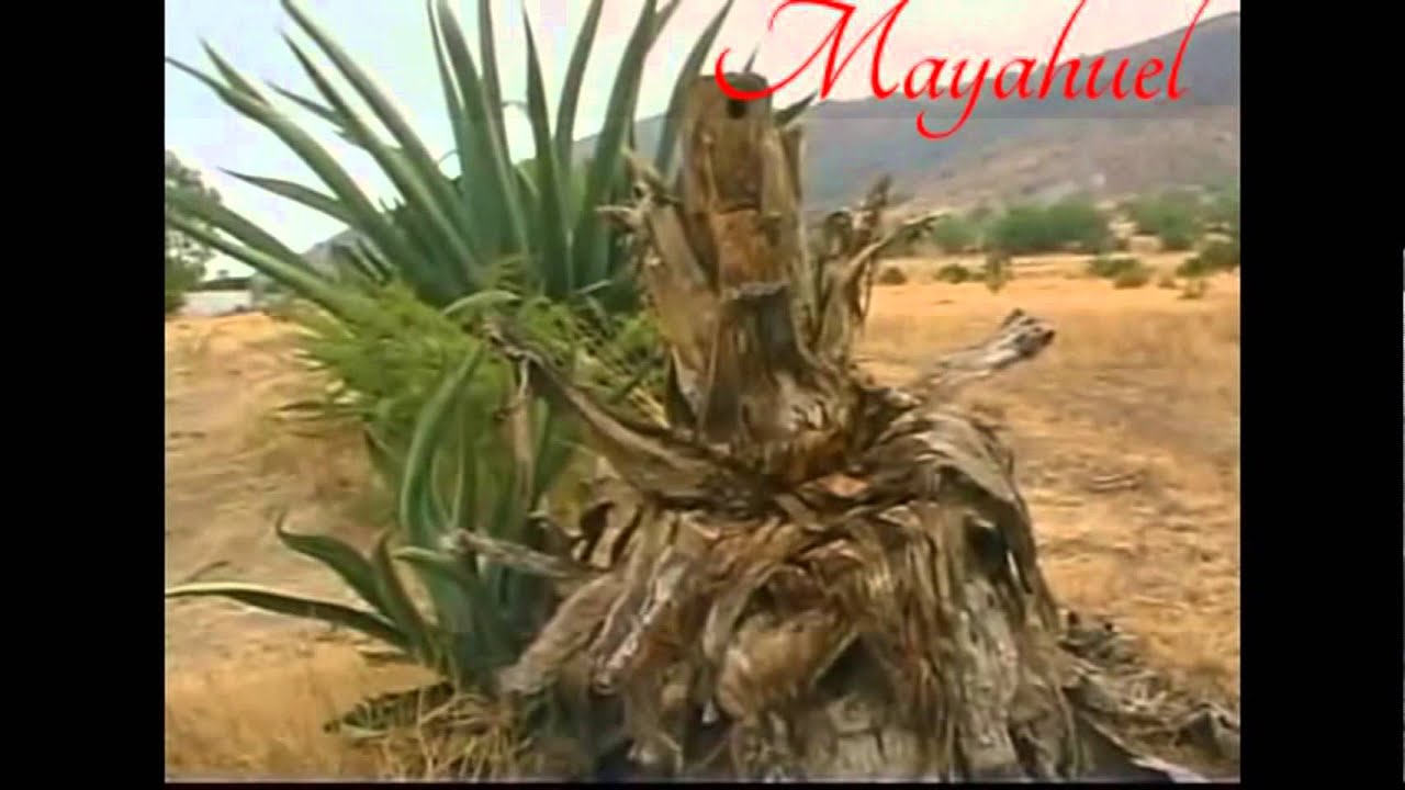 MAYAHUEL - YouTube