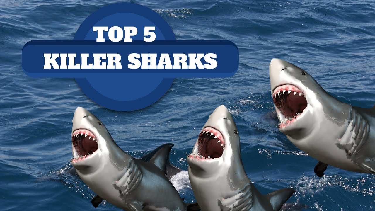 TOP 5 KILLER SHARKS!! - YouTube