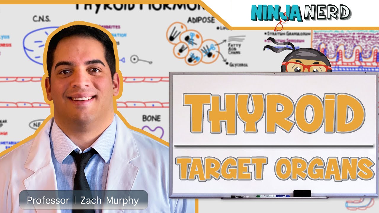 Endocrinology | Target Organs of the Thyroid - YouTube