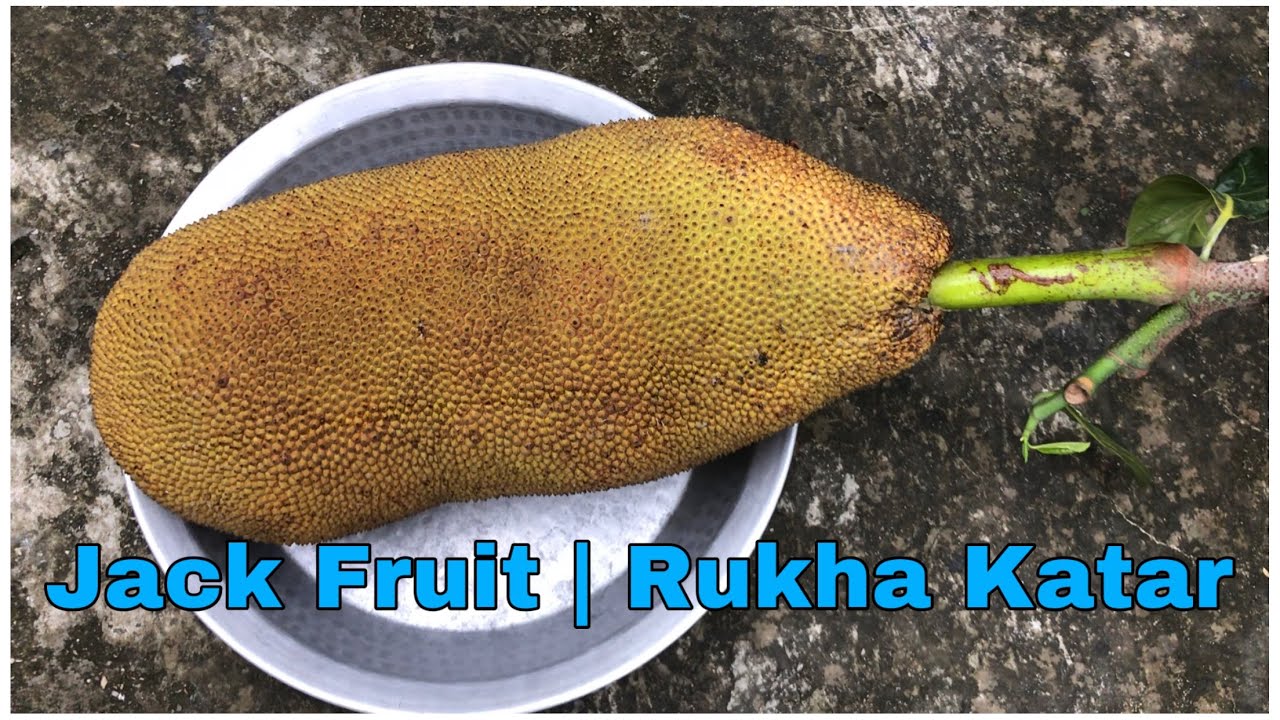 Harvesting Organic Jack Fruit /How to eat Jack fruit /Rukh katar/रूख ...
