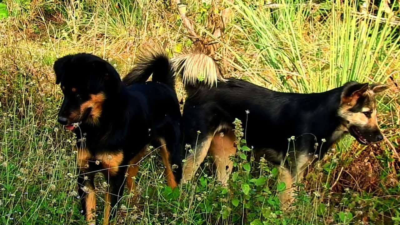 Wow what are you looking for boy ker ker and chear - YouTube