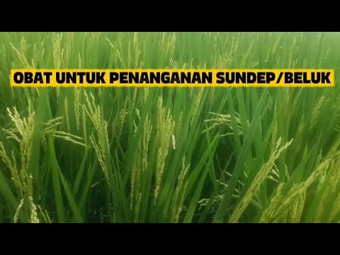 CARA PENANGANAN SUNDEP/BELUK PADA TANAMAN PADI - YouTube