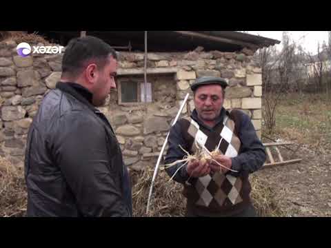 Kartof toxumu necə və hansı şəraitdə saxlanılır?