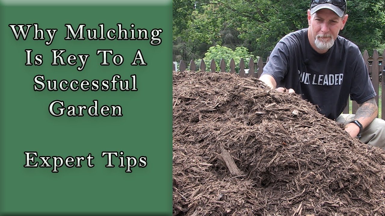 Why Mulching is Key to a Successful Garden: Expert Tips - YouTube
