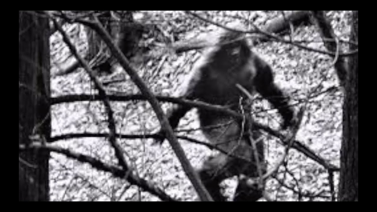 You NEVER KNOW! Top 10 Bigfoot Guns! - YouTube
