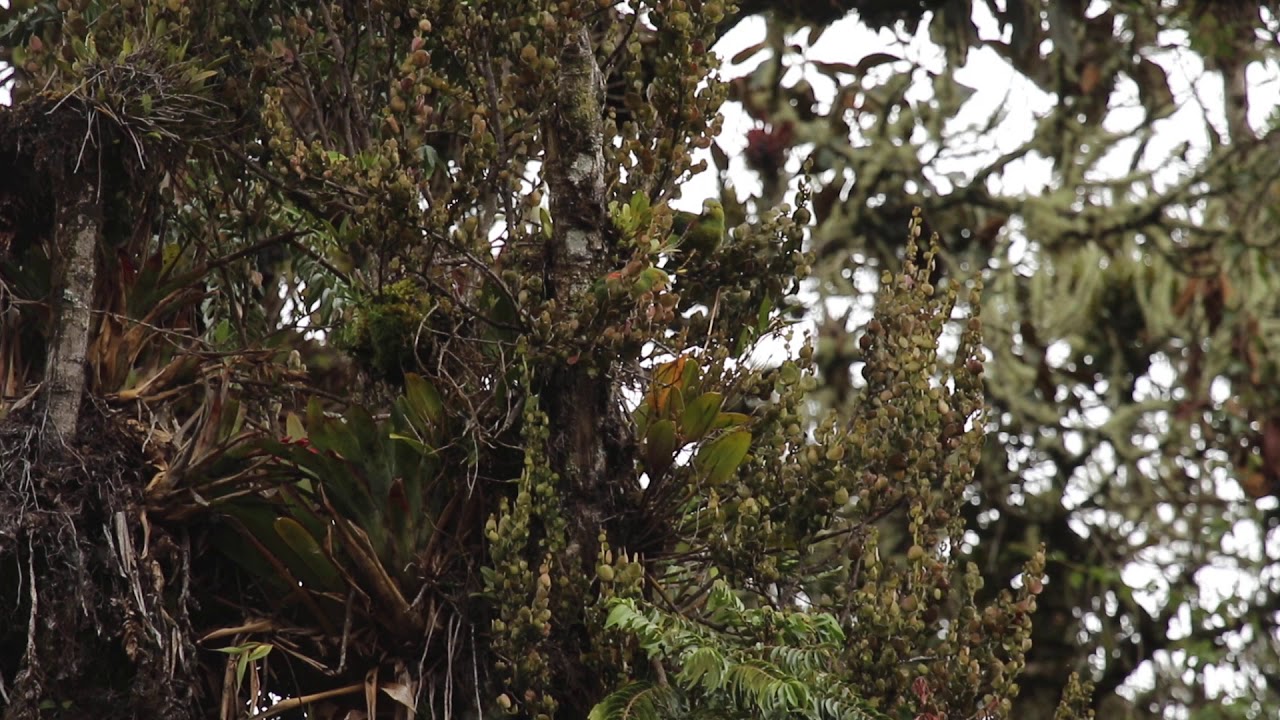 Fuertes's Parrot (Hapalopsittaca fuertesi) Lorito de Fuertes - YouTube