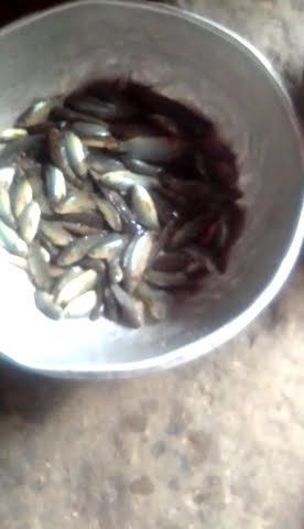 Chira Fish#shots - YouTube