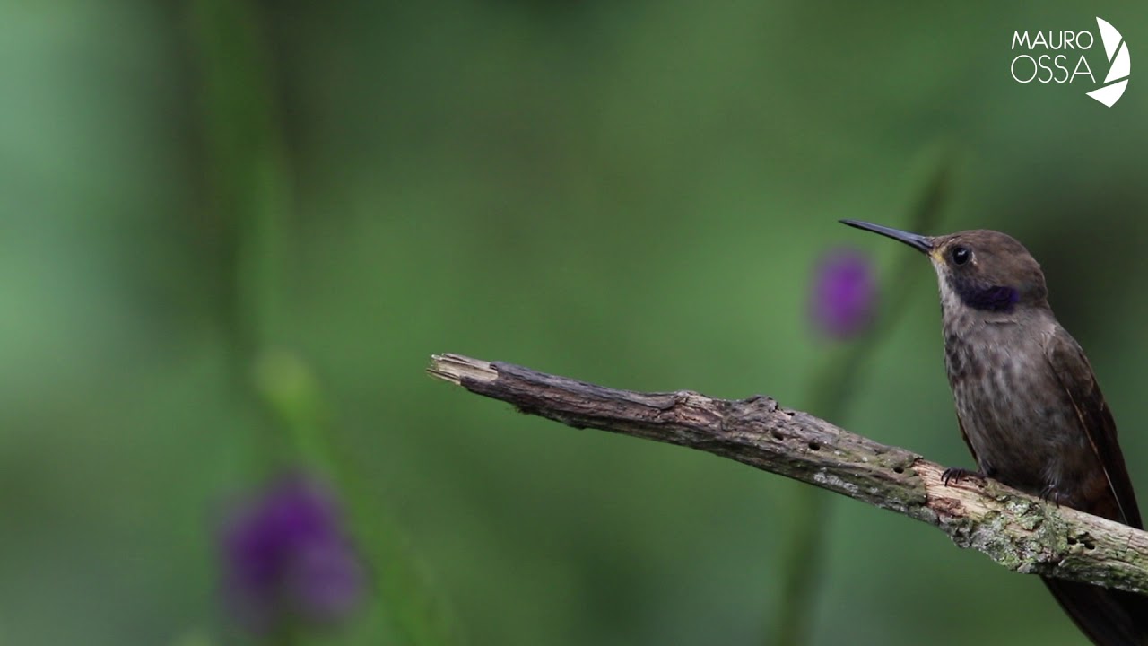 Colibrina Model