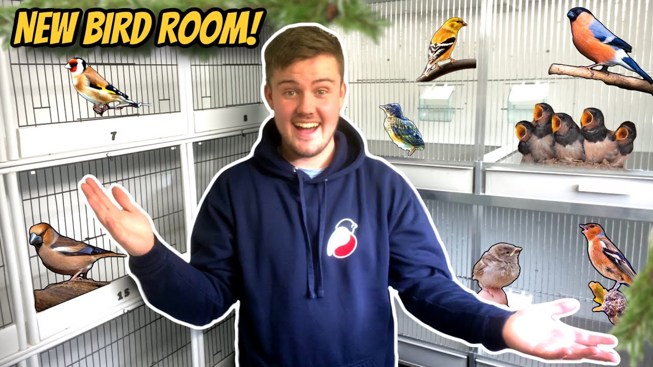 My *NEW* Mini Bird Room! - YouTube