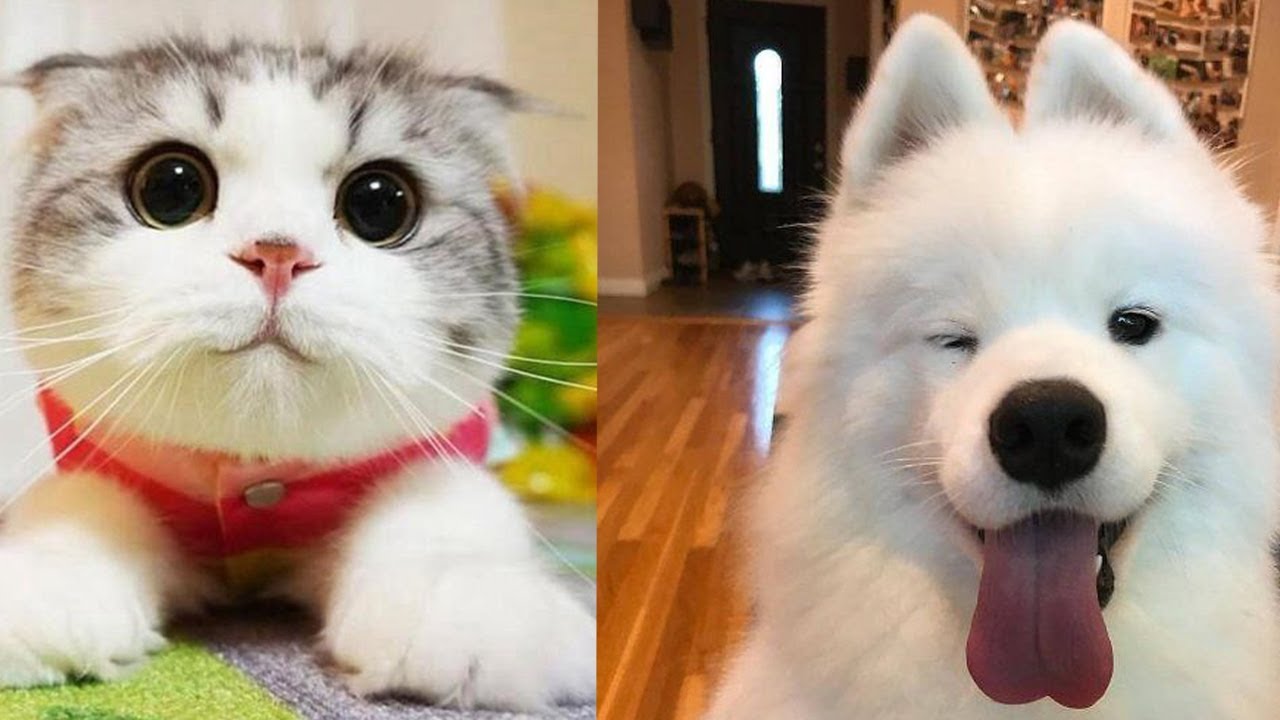 These Must be the CUTEST Pets - YouTube