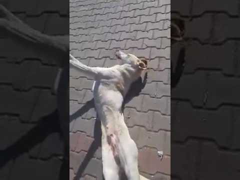 Sayıklayan Köpek