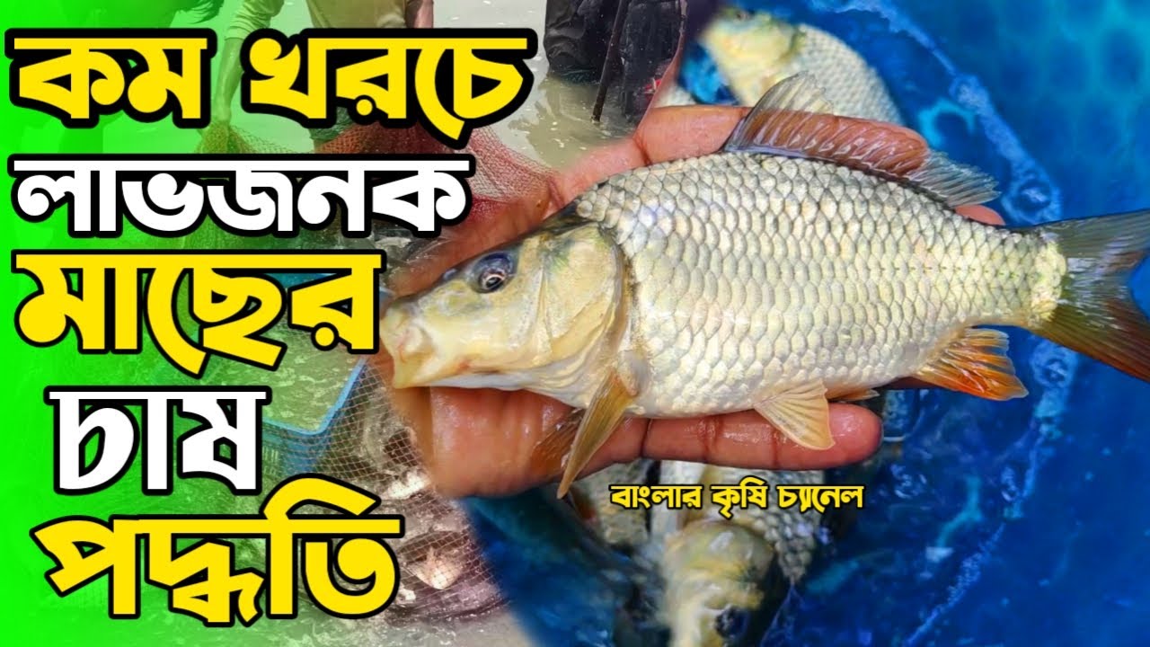 কম খরচে লাভজনক মাছ চাষ | কার্ফু মাছের চাষ পদ্ধতি | Karfu Mach Cas ...