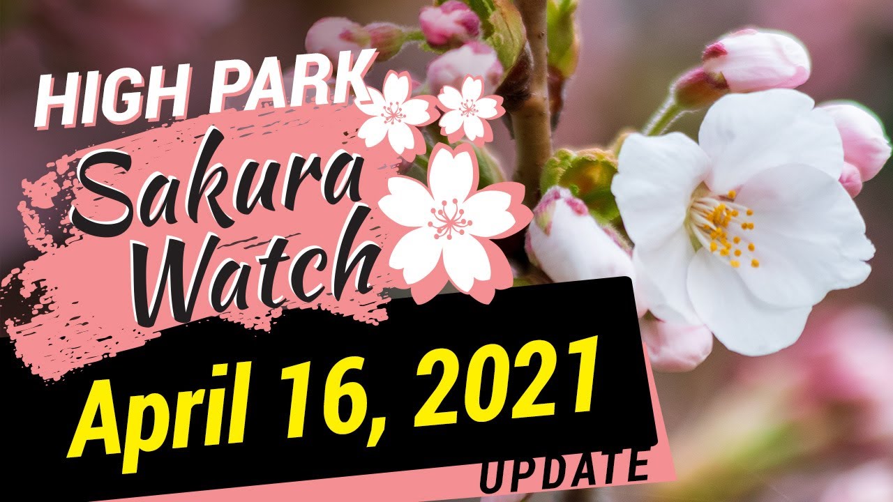 Sakura Watch April 16, 2021 - Episode 06 - Cold returns and slows down ...