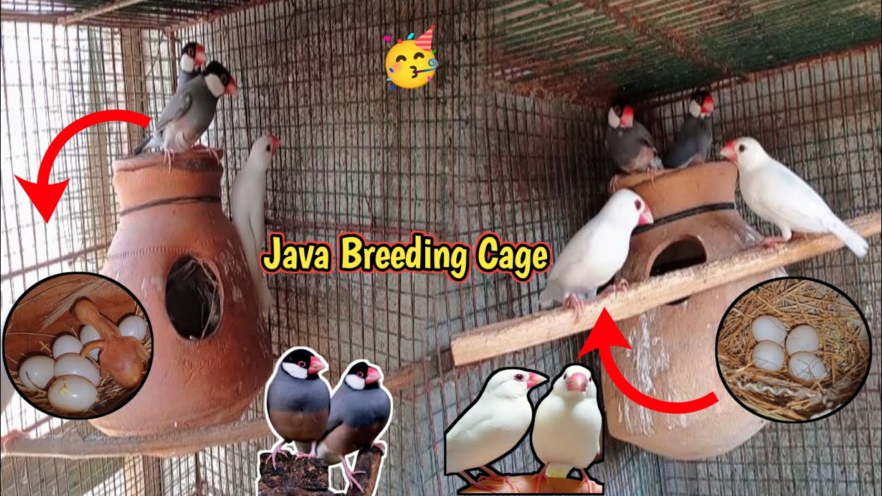 Java Breeding Progress Cage 😍 Ande Bache A Gaya 🥳 || Danish Birds ...
