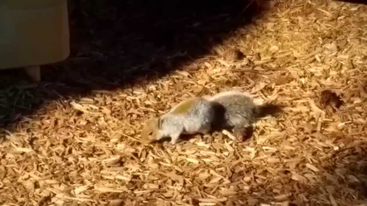 Squirrel gets stoned - YouTube