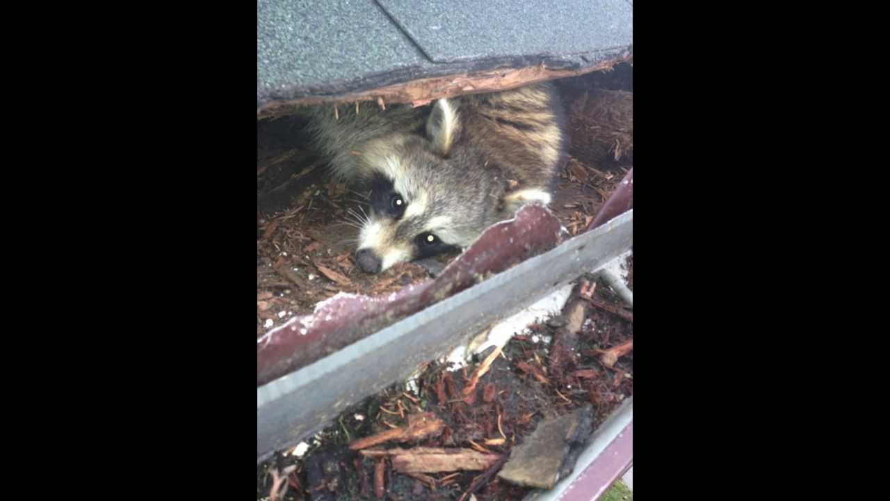 Emergency Raccoon Rescue - YouTube