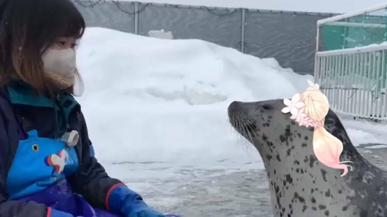 【廢片】這是一隻海豹 Nene Seal. - YouTube