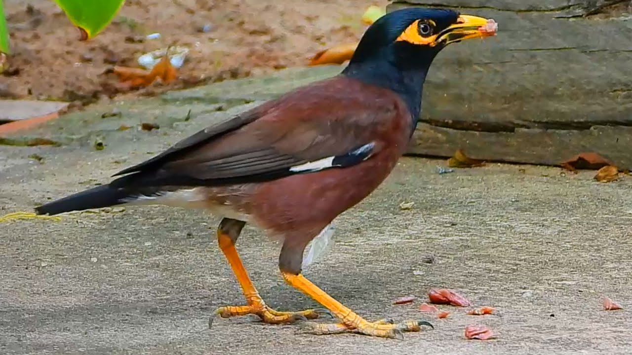 Beautiful simple mynahs looks for food - YouTube