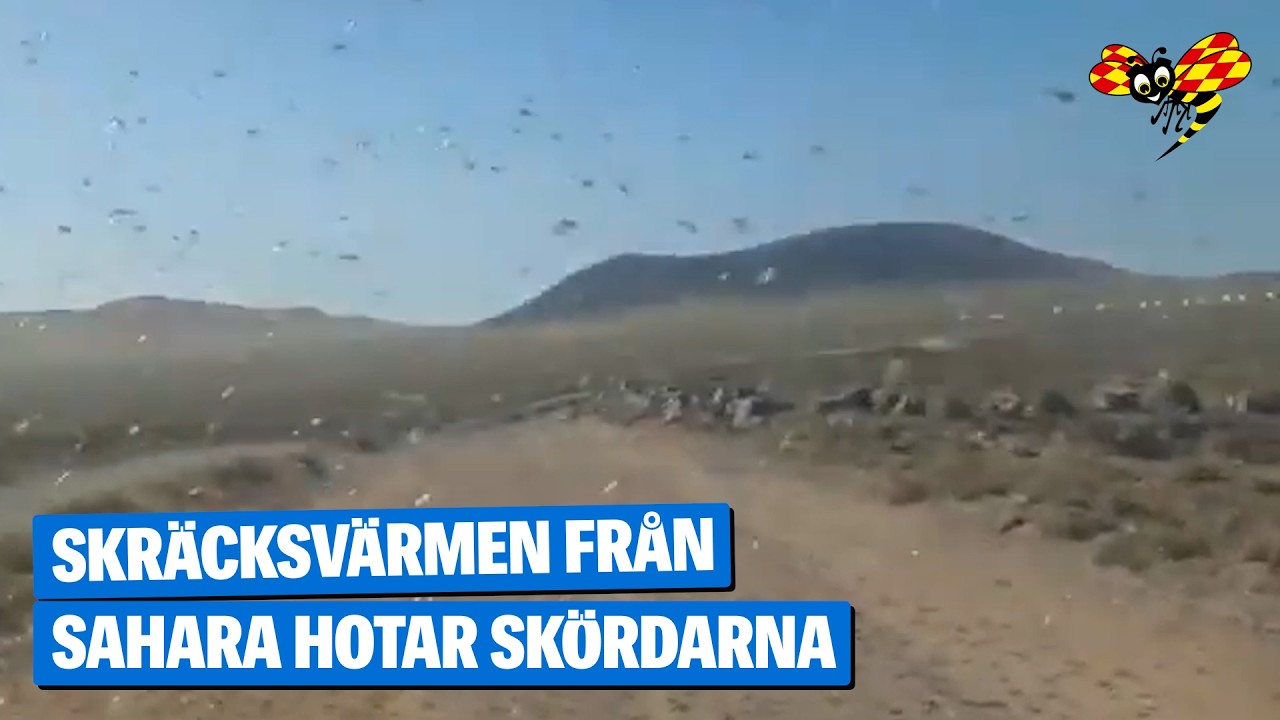 Turistön invaderas under sportlovet – Skräcksvärmen från Sahara hotar ...