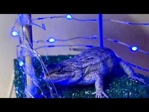 Building a tree house for Izzy lizard? - YouTube