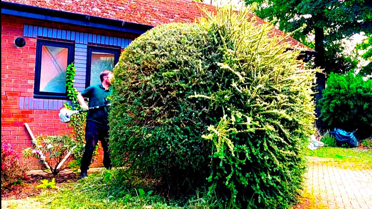 Extremely Satisfying Bush Trim - TIME LAPSE - YouTube