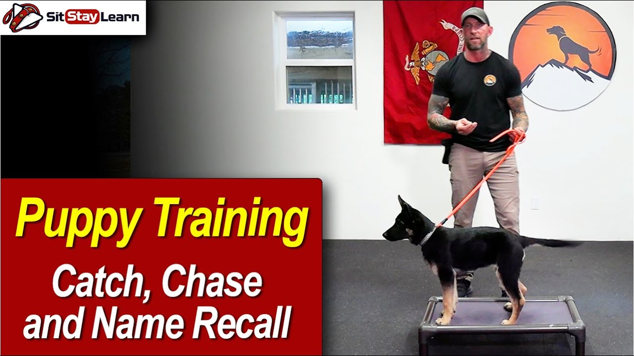 Puppy Training - Catch, Chase and Name Recall by Dustin Winn - YouTube