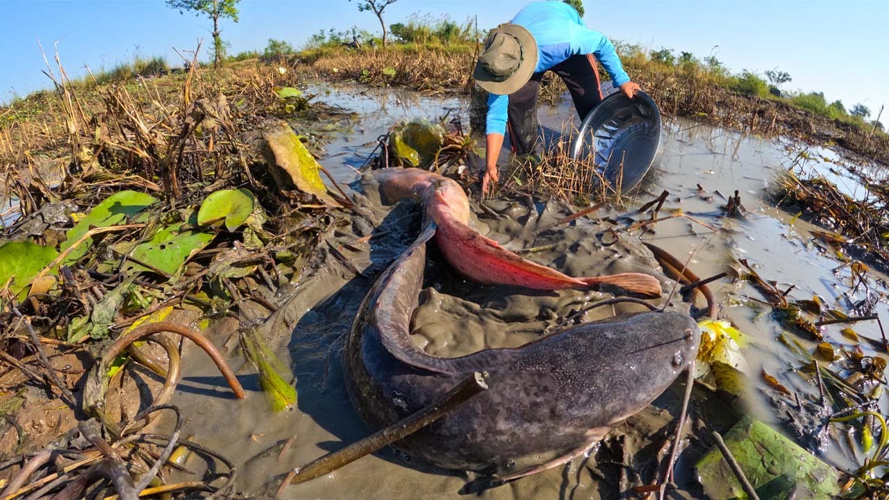 Amazing - a lot of fish and eggs a man catch a lot of fish and pick ...