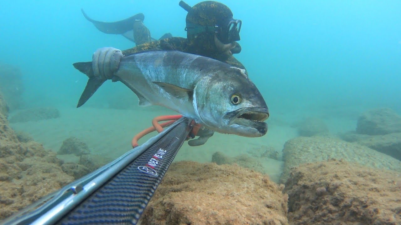 Πεινασμένο Γοφαρι έρχεται στο Καρτερι. Spearfishing Bluefish - YouTube