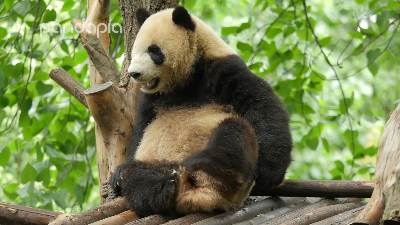 Funny panda moments #5 - YouTube