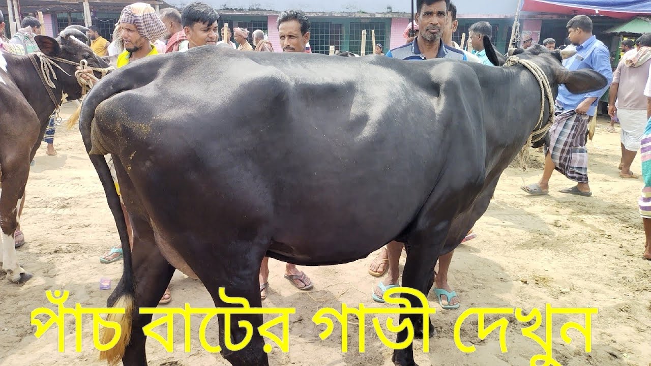 পাঁচ বাটের গাভী। fijian cow. Jersey cow. mehrima Agro. 01737244561 ...